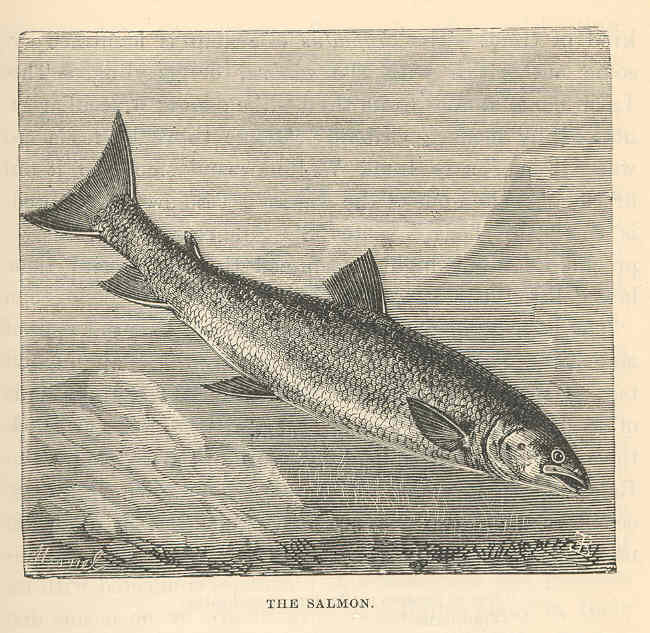 Migration Matters: The Mystical Route of Wild Alaskan Salmon